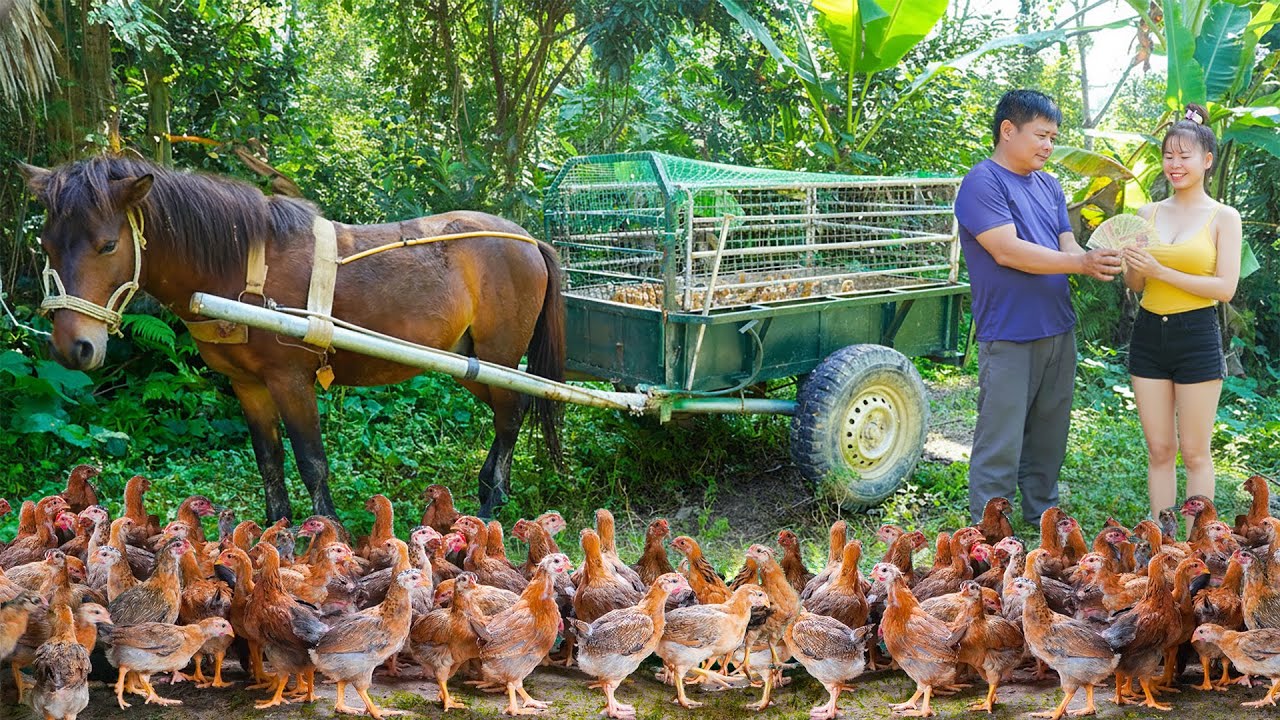Buy Many Chicks On The Farm Goes To Countryside Market Sell to ...