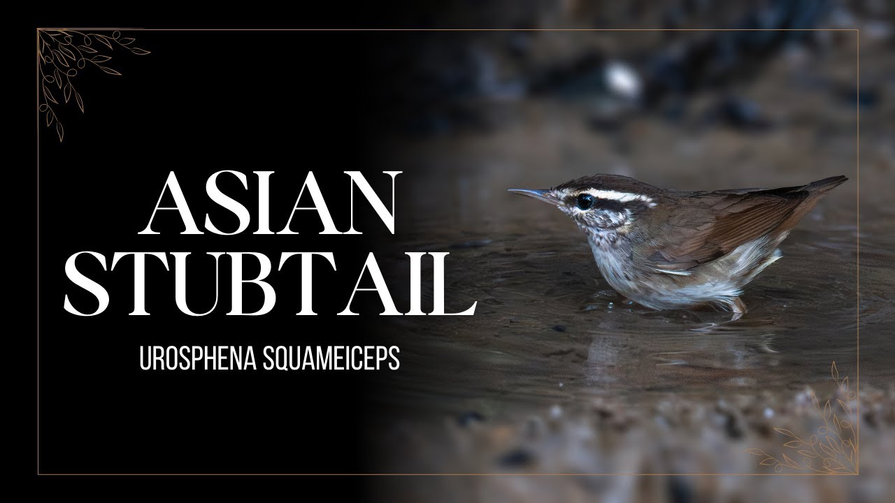 Asian Stubtail - Urosphena squameiceps #birds #trending - YouTube