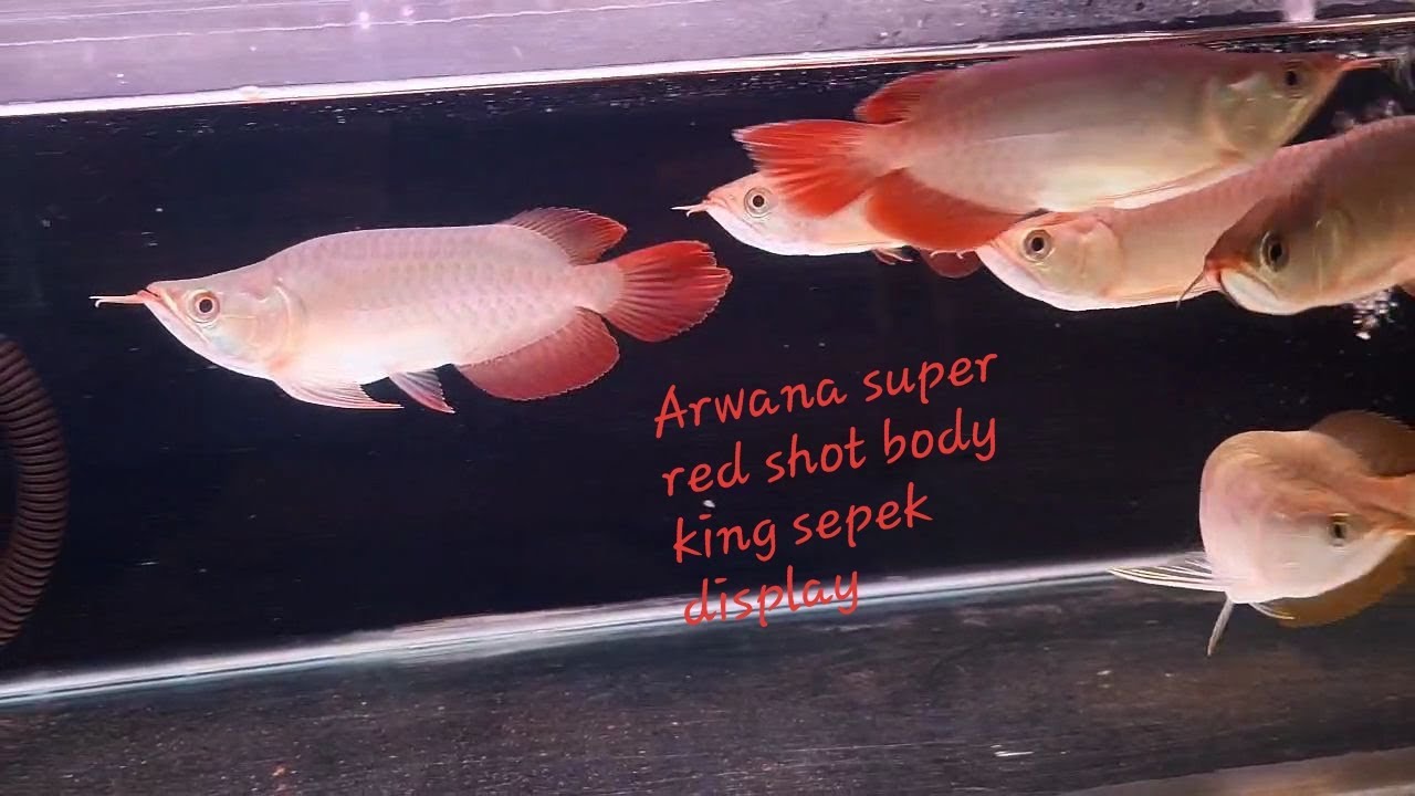 Arwana super red king 22cm#arwanasuperred, arwana shorts body - YouTube