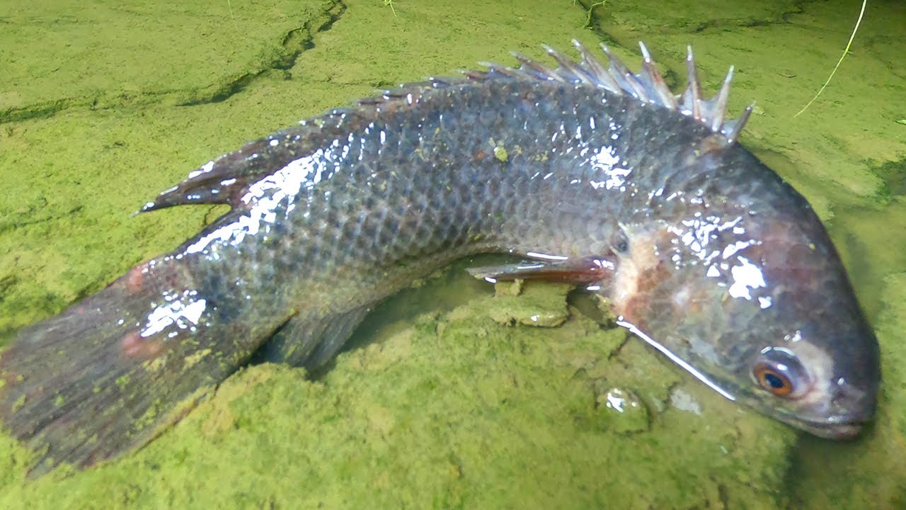 Fishing After The Rain With Many Fish Climbing Reverse Water at Night ...