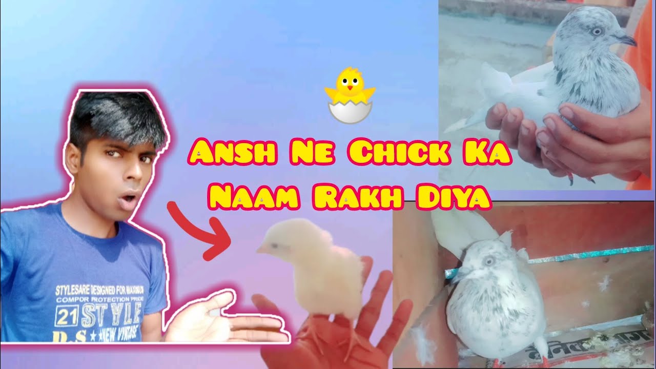 Ansh Ne Chick Ka Naam Rakh Diya 🐣 | Naya Kabutar Bhi Aagya 🕊 - YouTube