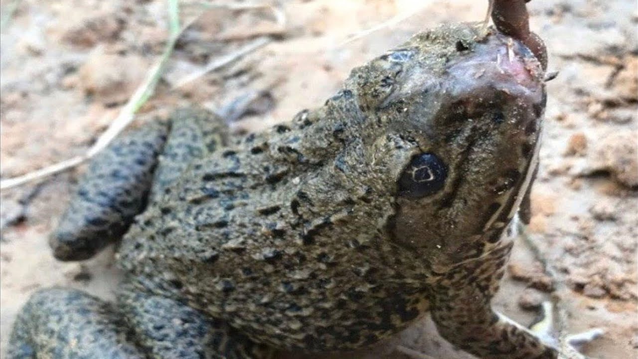 How to Find a Frog in your House | Fishing Hole - YouTube