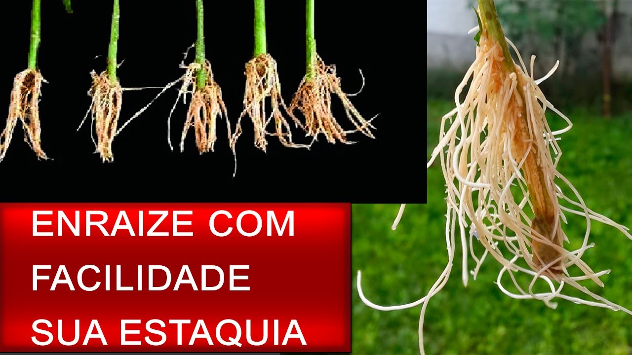 Enraizador sem ácido 6000 PPM enraizar plantas - YouTube