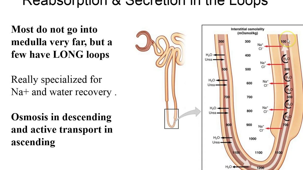 urinary system reabsorption part 2 - YouTube