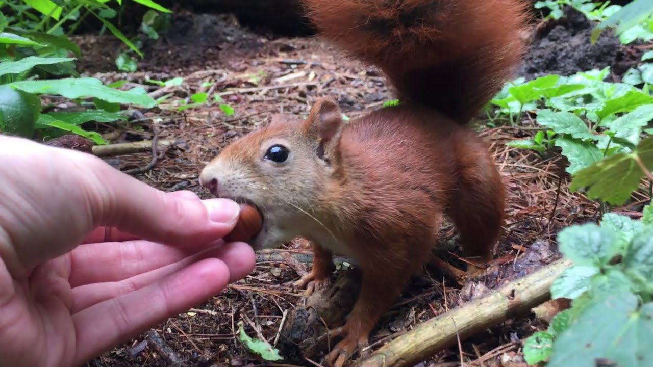 Eichhörnchen Entertainment - Hörnchen Fütterung 5 | Squirrel ...