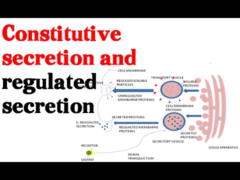 Constitutive secretion and regulated secretion | protein secretion ...