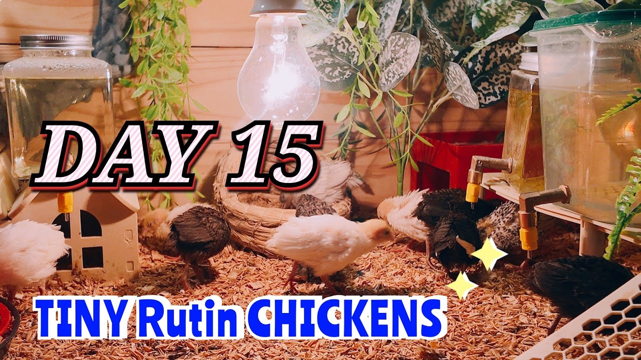 Raising the World’s Smallest Chickens – 15 Day Update - YouTube