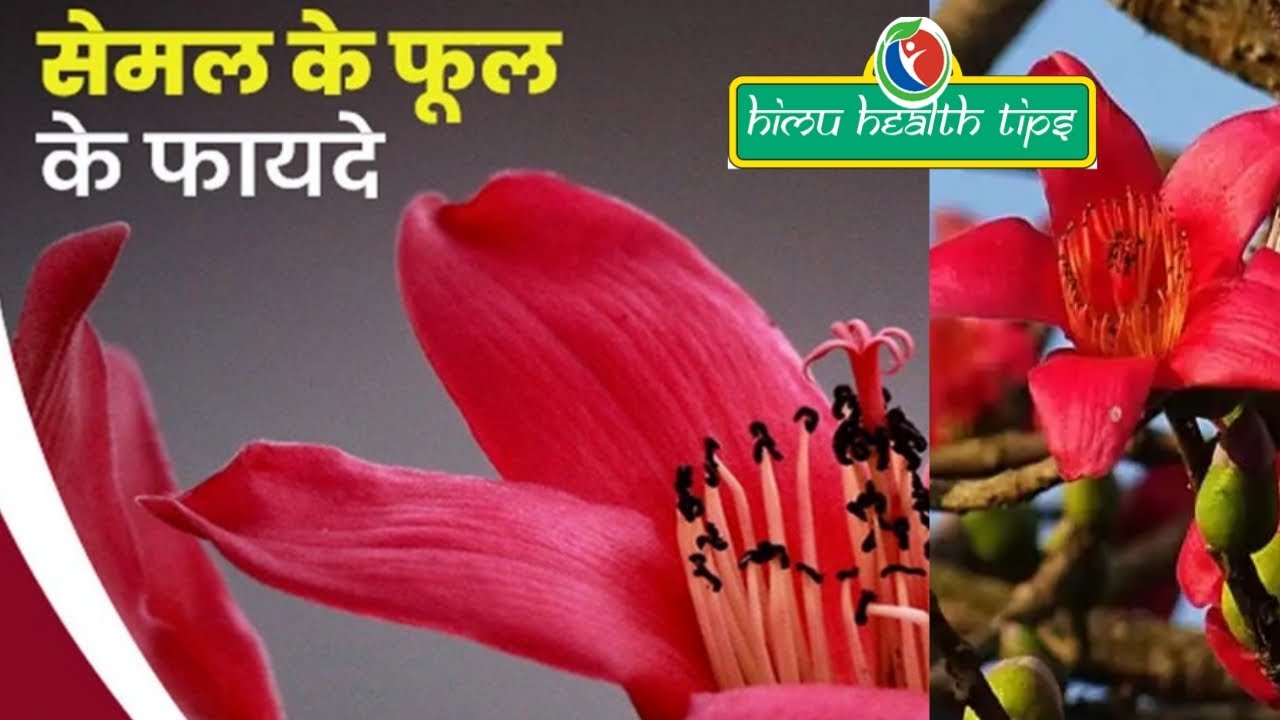 semal ke phool ke fayde | semal ke phool ke fayde in hindi | सेमल के ...