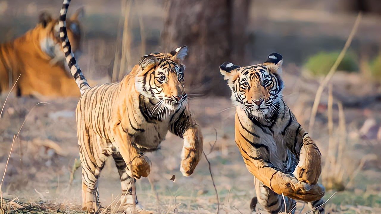 Royalty Of The Tiger 🐅|| Two Tigers walking Together at Tadoba Tiger ...