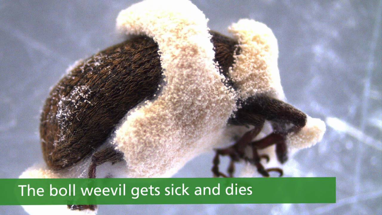 Cotton Crop - Boll Weevil - YouTube