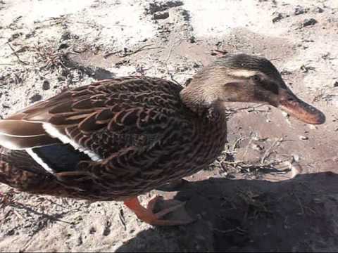Duck Digging in Dirt - YouTube