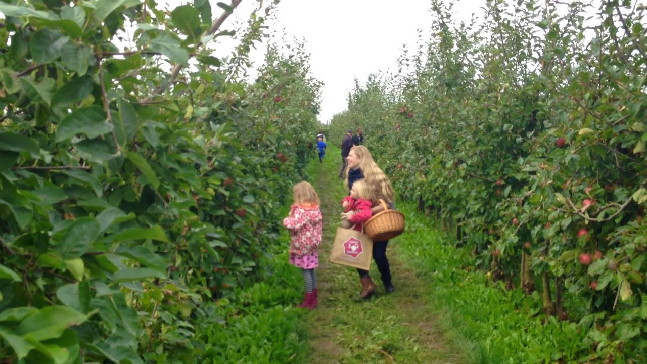 Appels plukken 2015 - YouTube