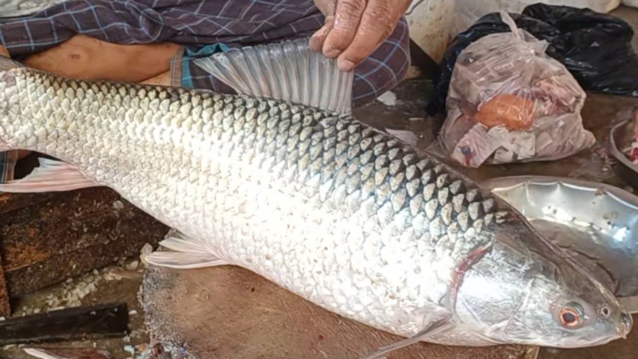 3KGGiant Mirgal Fish Cutting By Expart Fish Cutter | Fish Cutting ...