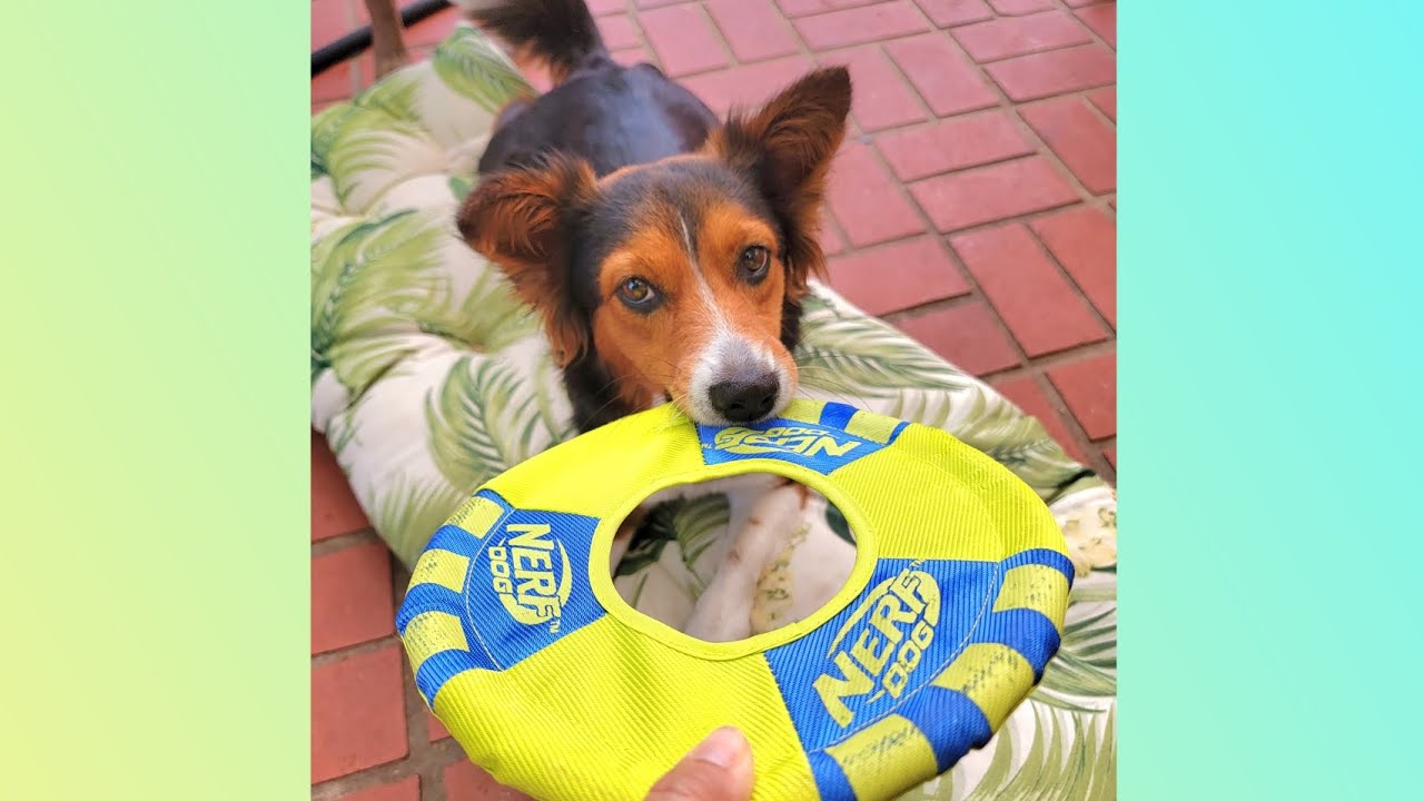 Nerf Dog Toss and Tug Ring Dog Toy, Flying Disc, Lightweight, Durable ...