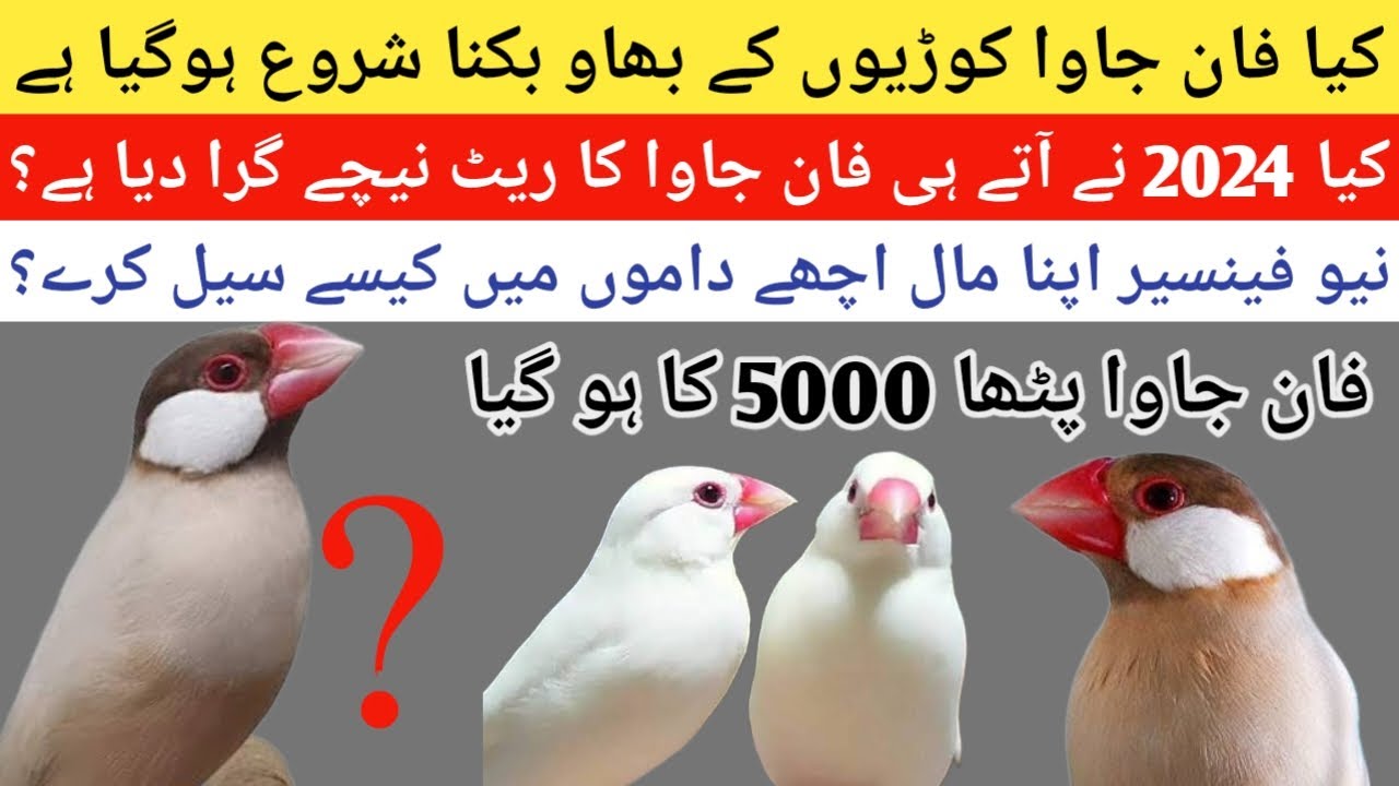 Fawn Java rates update 2024 | Java Business market 2024 | Java finch ...