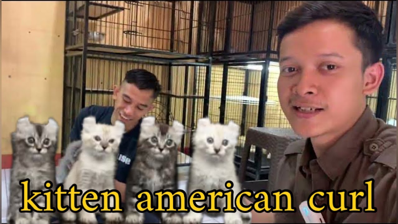 harga adopsi kucing american curl - YouTube