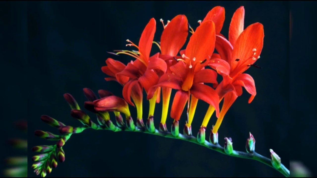 Beauty of Red flowers whatsapp status - YouTube