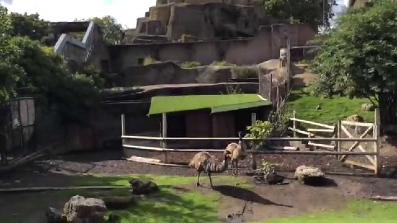 Ostrich In The Outback At ZSL London Zoo 2015, Regent's Park, Camden ...