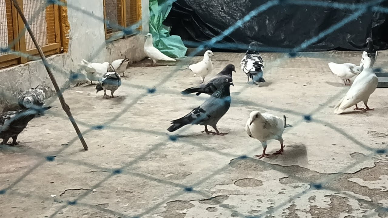 jhilik Roy . lifestyle is live - YouTube