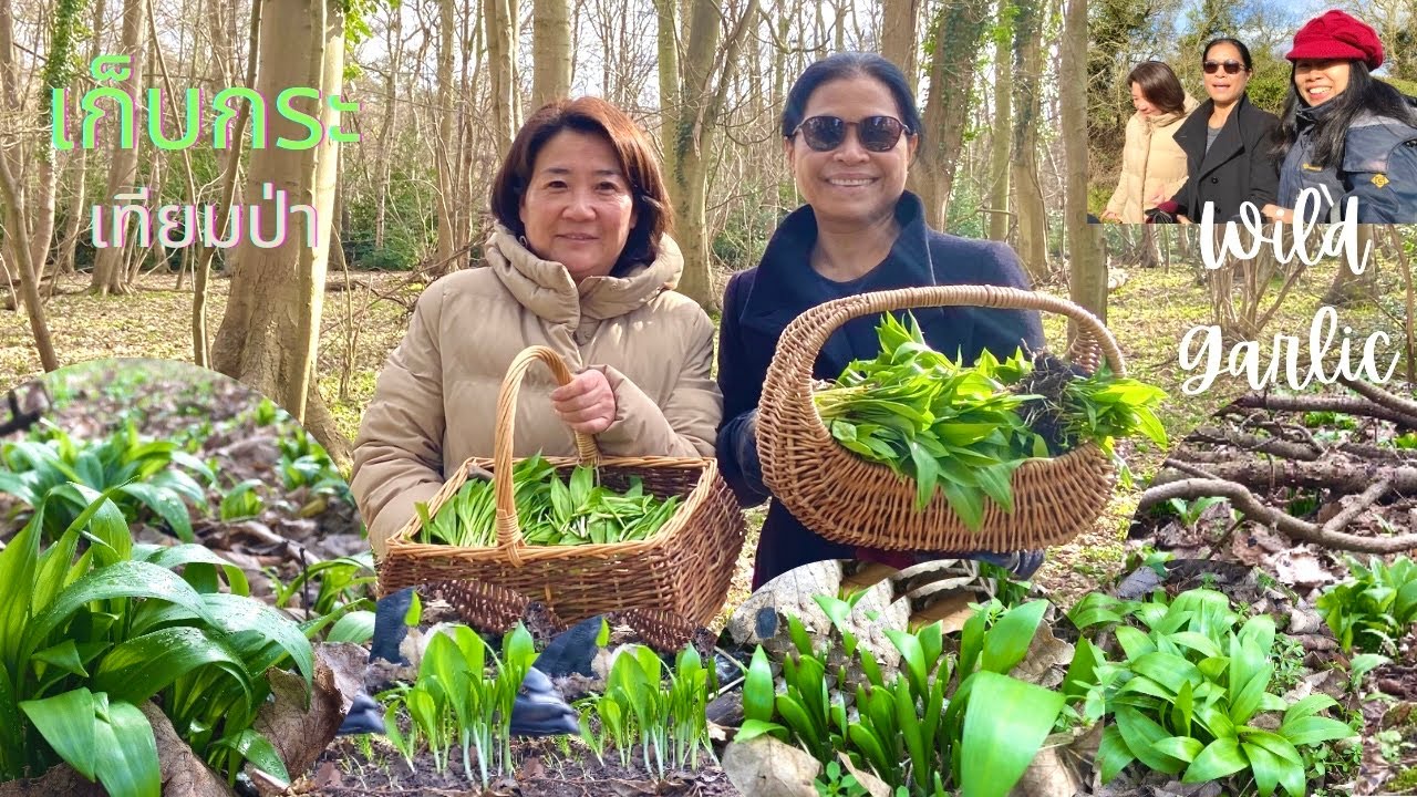 เก็บกระเทียมป่าม่วนคัก จนบ่ออยากออกจากป่า คนเมื่องสิเอากลับบ้าน Harvesting Wild Garlic - YouTube
