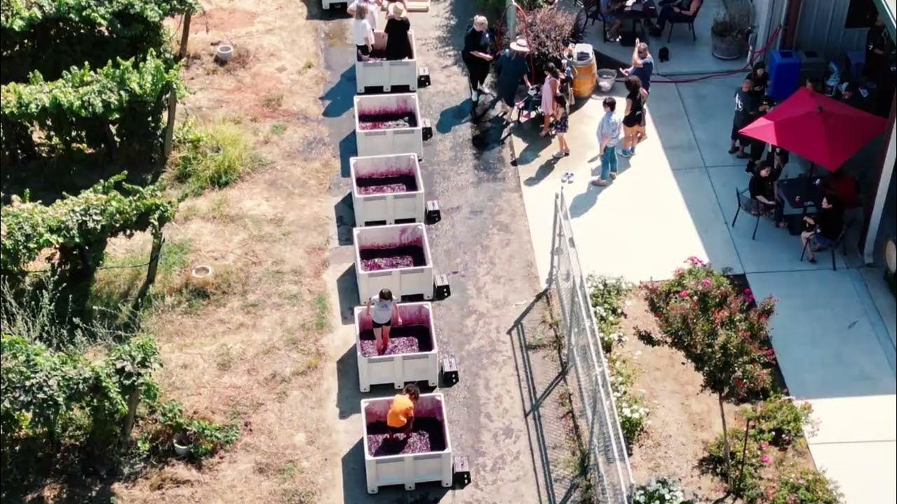Grape Stomping - YouTube