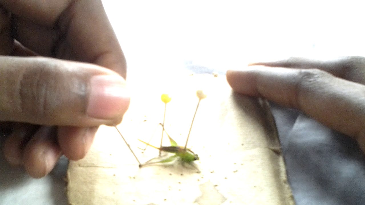 Pinning a katydid - YouTube