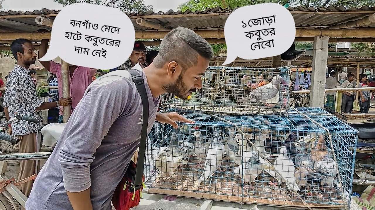 কবুতর হাট ২০২৩ | Kobutor Hat | Pigeon Market In India | Mede Bird ...