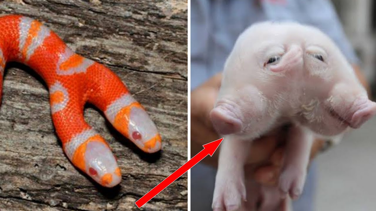 10 Most Incredible Two-Headed Animals || 10 सबसे अविश्वसनीय दो सिर वाले ...