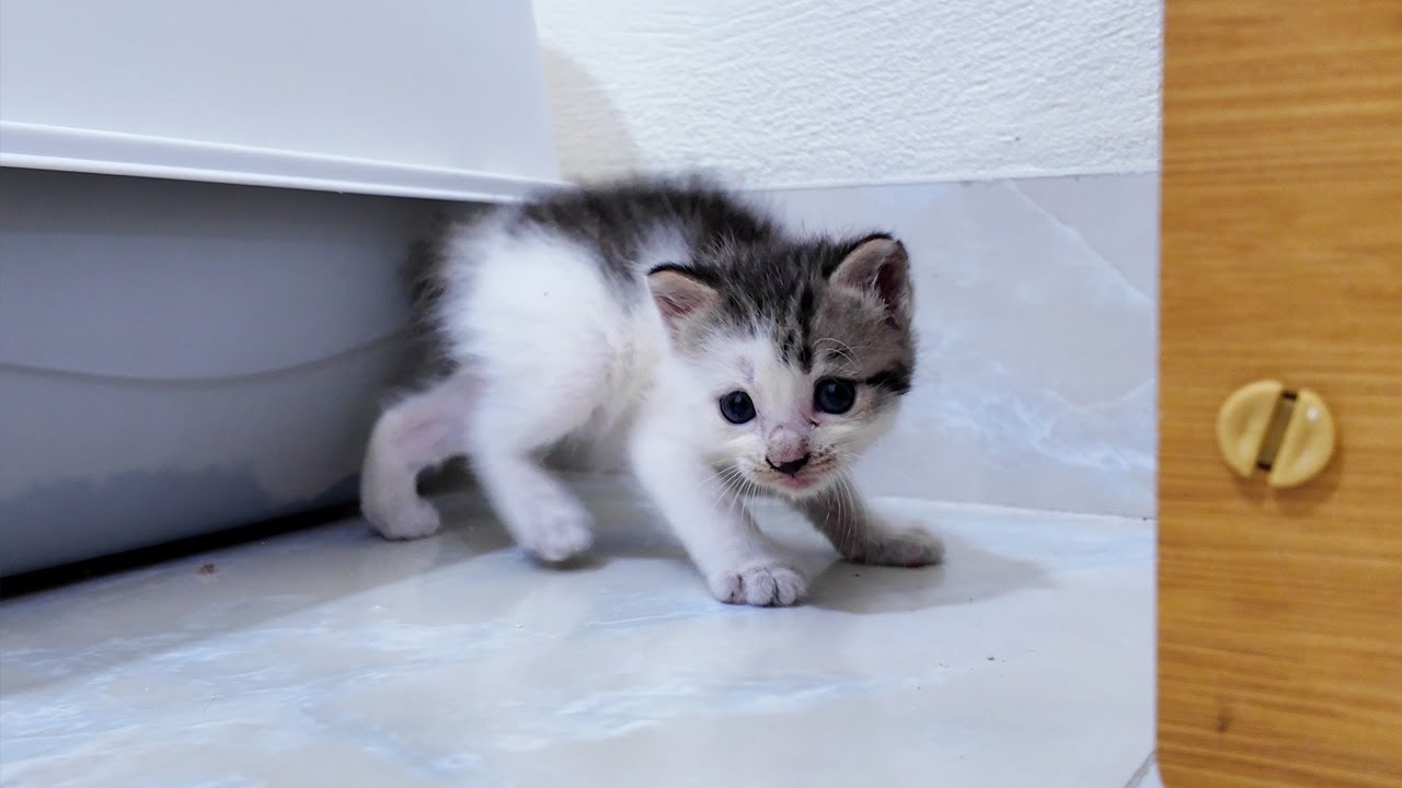 The most dangerous kitten in the world - YouTube