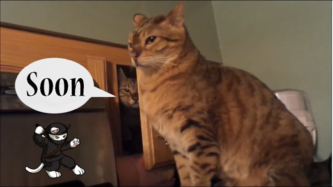 Cat Slap Video - YouTube