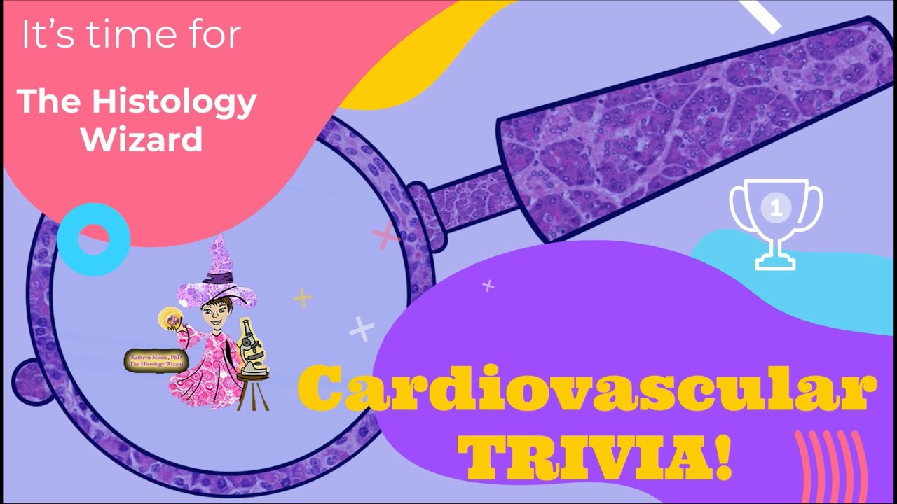 Cardiovascular system trivia - YouTube
