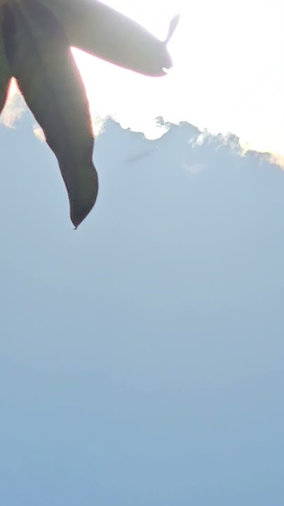 Maldivian DASH 8 Q300 8Q-IAT - YouTube