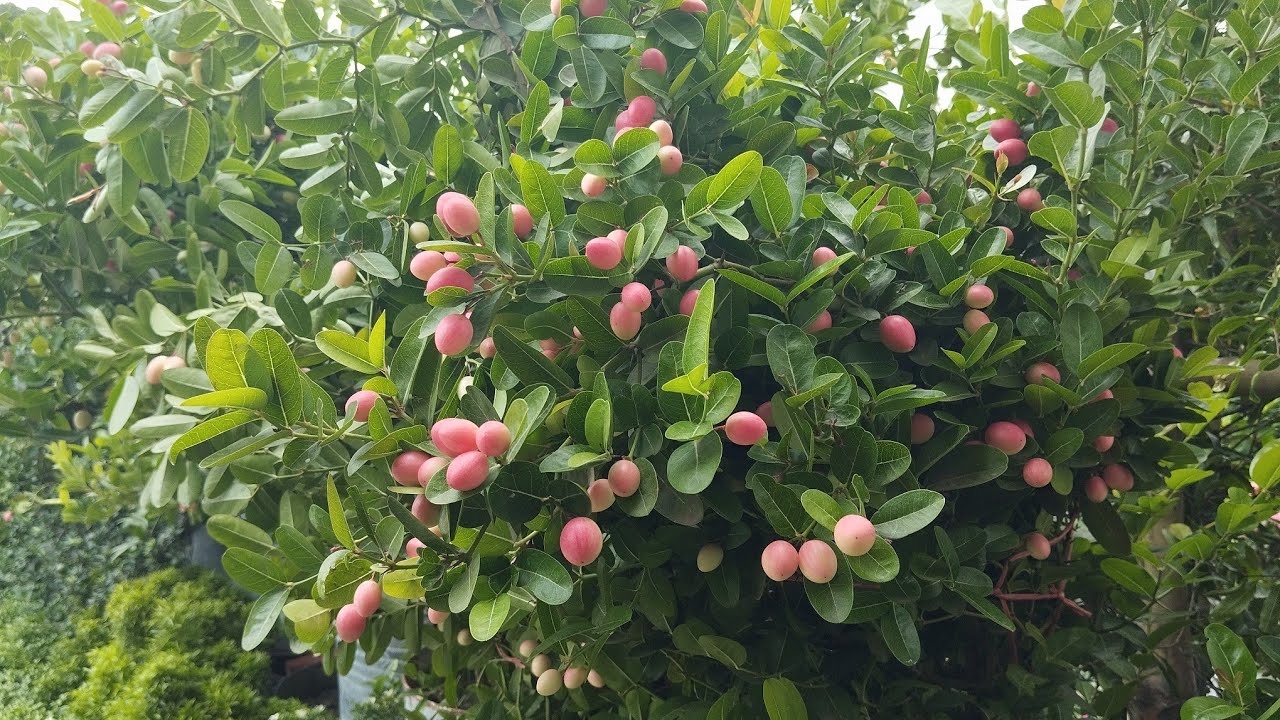 Some view of fruit's Plant. - YouTube