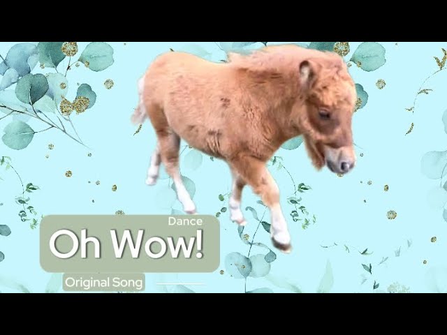 Shetland Memes Love To Ride Shetland