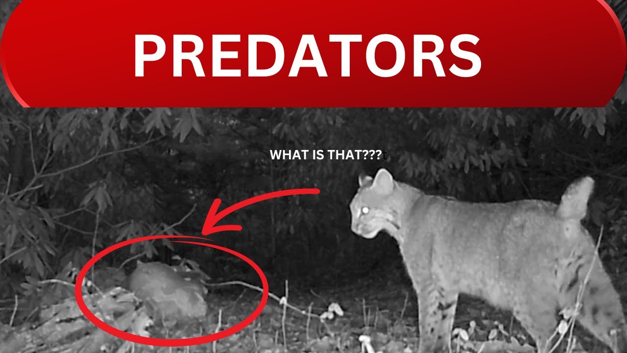 BONEYARD | Top 5 Predator Moments | Viewer Discretion Advised! #nature ...
