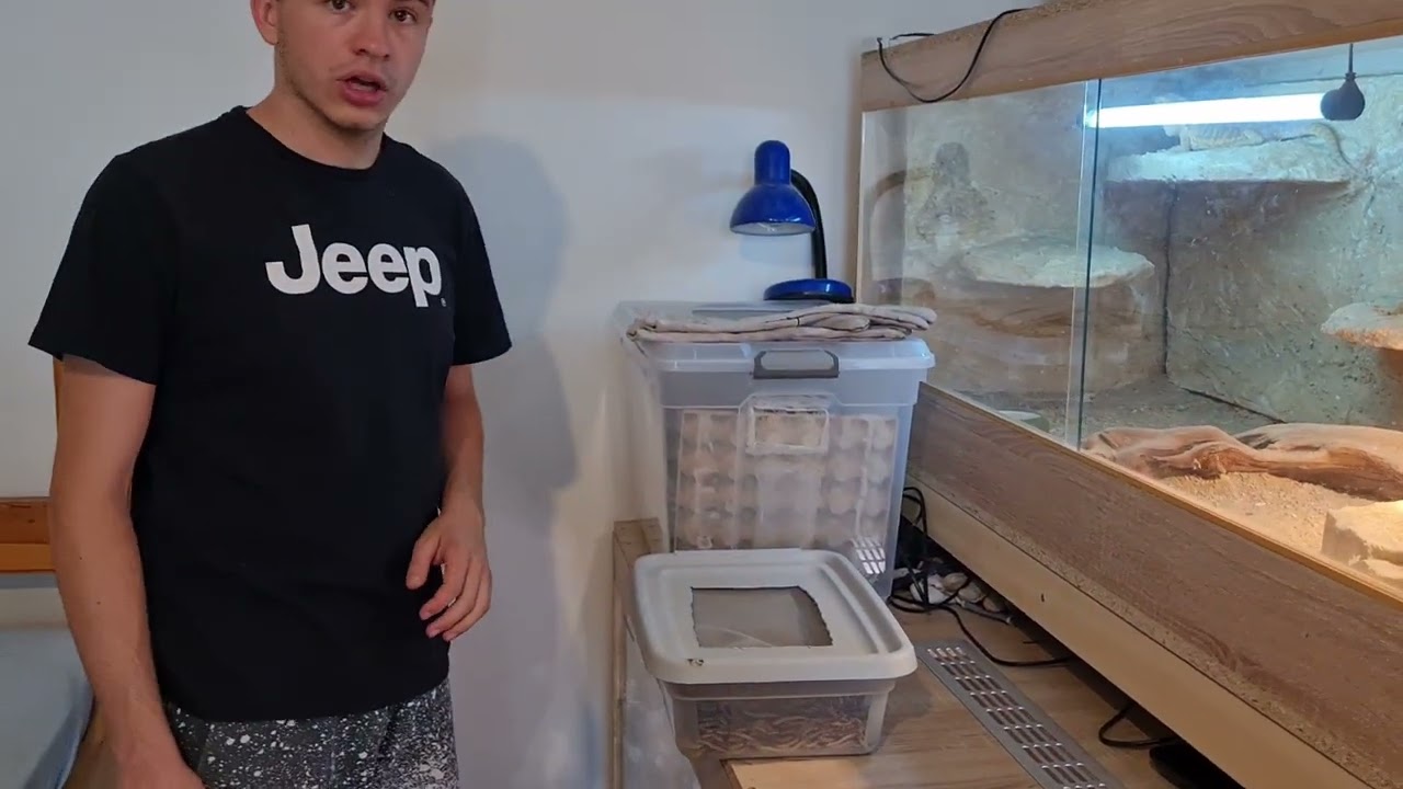 Varan Stepní- odhalení pohlaví, koupání a krmení. - YouTube