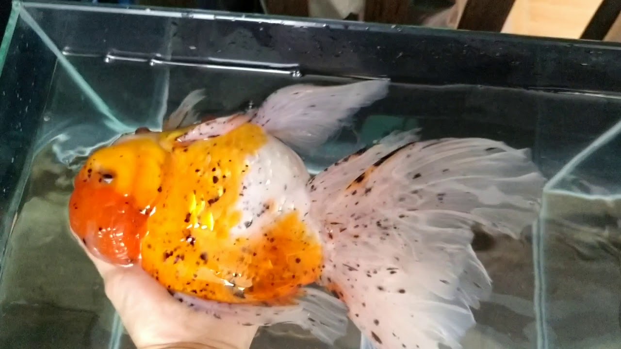 Cá Vàng Oranda size khủng - YouTube