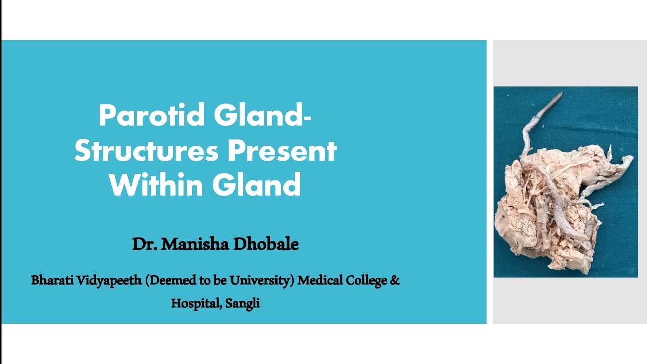 Parotid Gland- Structures Present within Gland, Accessary Parotid Gland ...