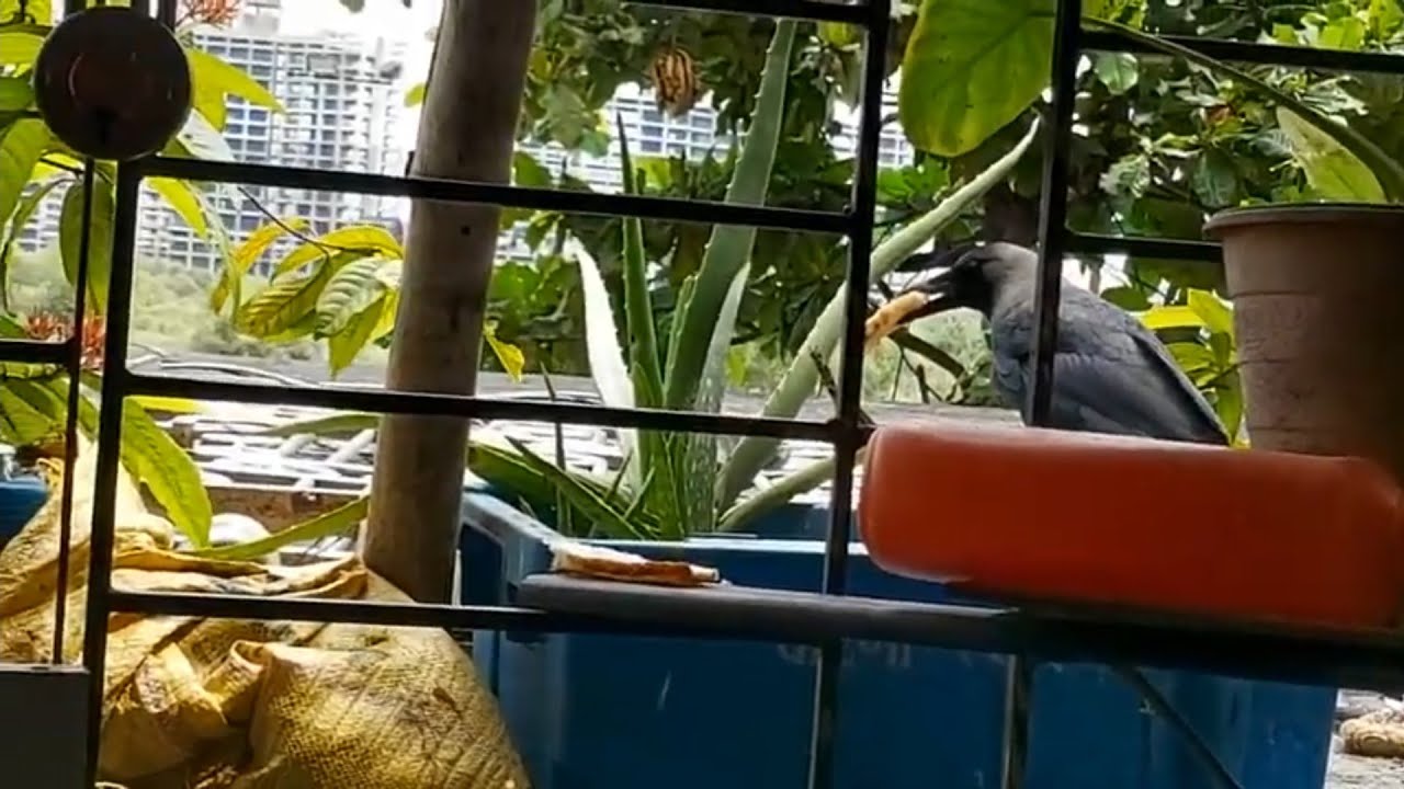Crow Eating Bread from my Balcony - YouTube