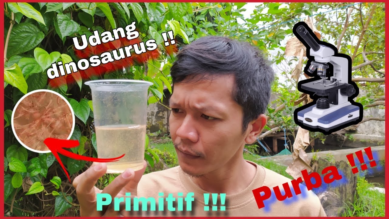 MONYET LAUT - SEA MONKEY !!! ZOOM 1000x HEWAN PURBA TERKECIL DI DUNIA ...