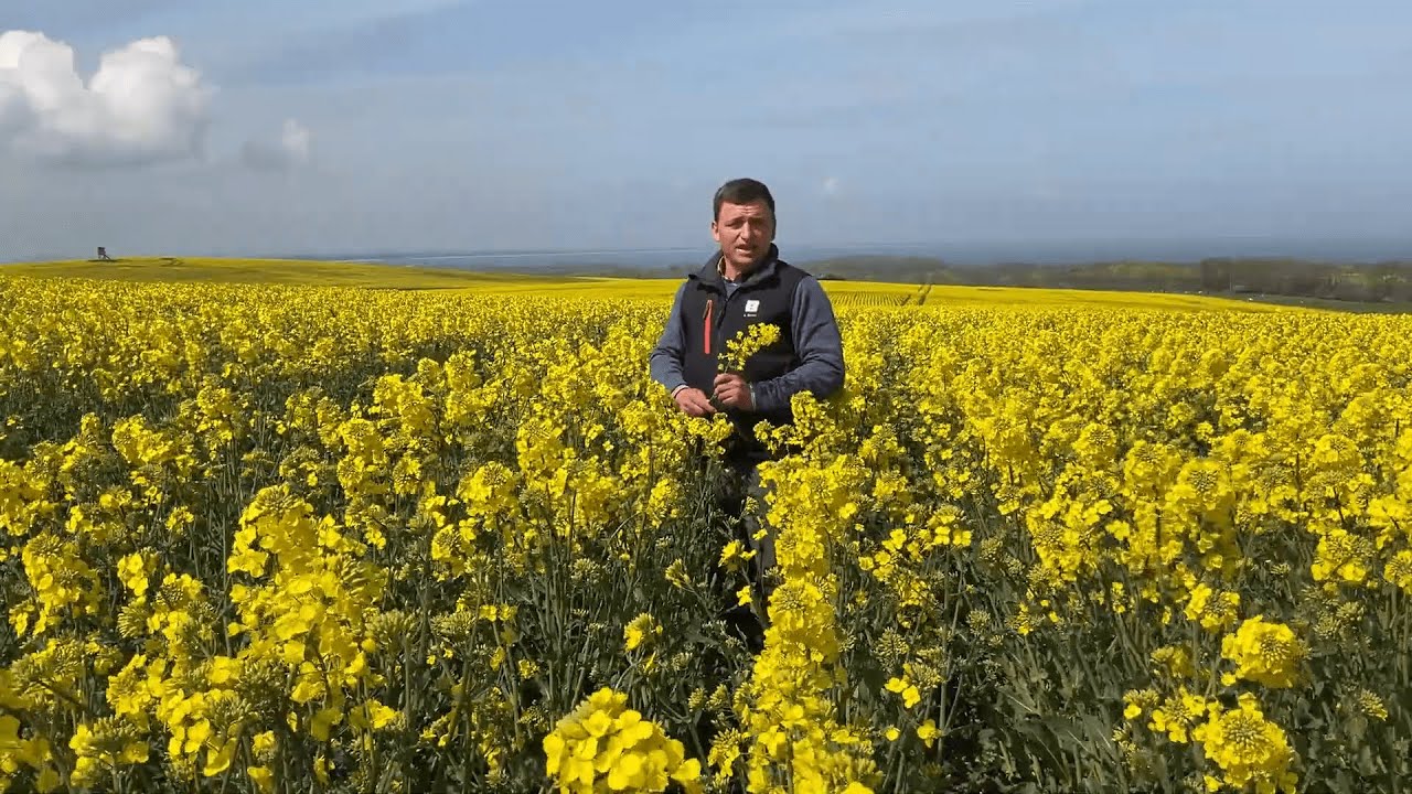 Kurz vorgestellt: Rapsbeize INITIO und INITIO Insect+ - YouTube