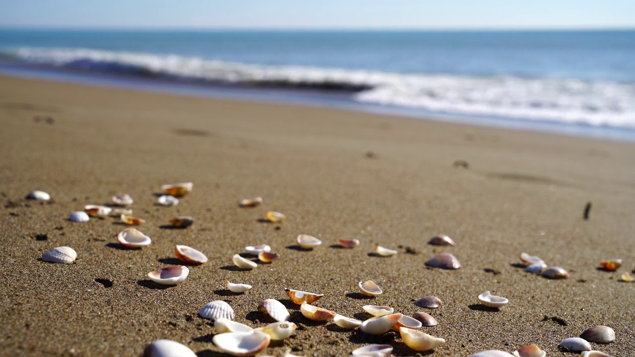 Beach with Sea Shells Calm and Relaxing Video - YouTube
