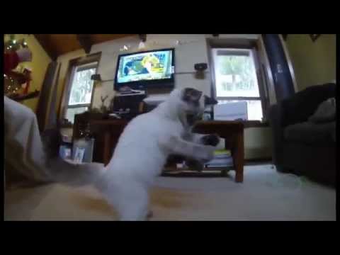 Lazerle Oynayan Kedi