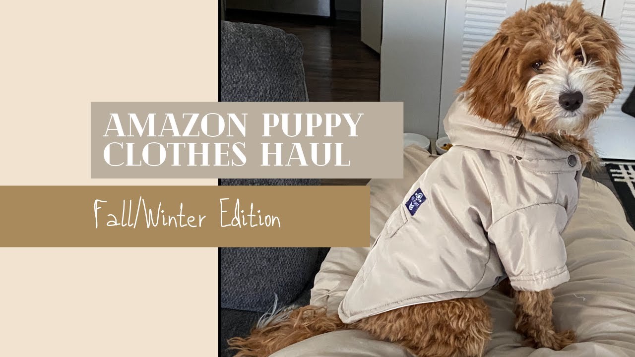 MY CAVAPOO PUPPY'S FALL/WINTER WARDROBE FT. AMAZON - YouTube