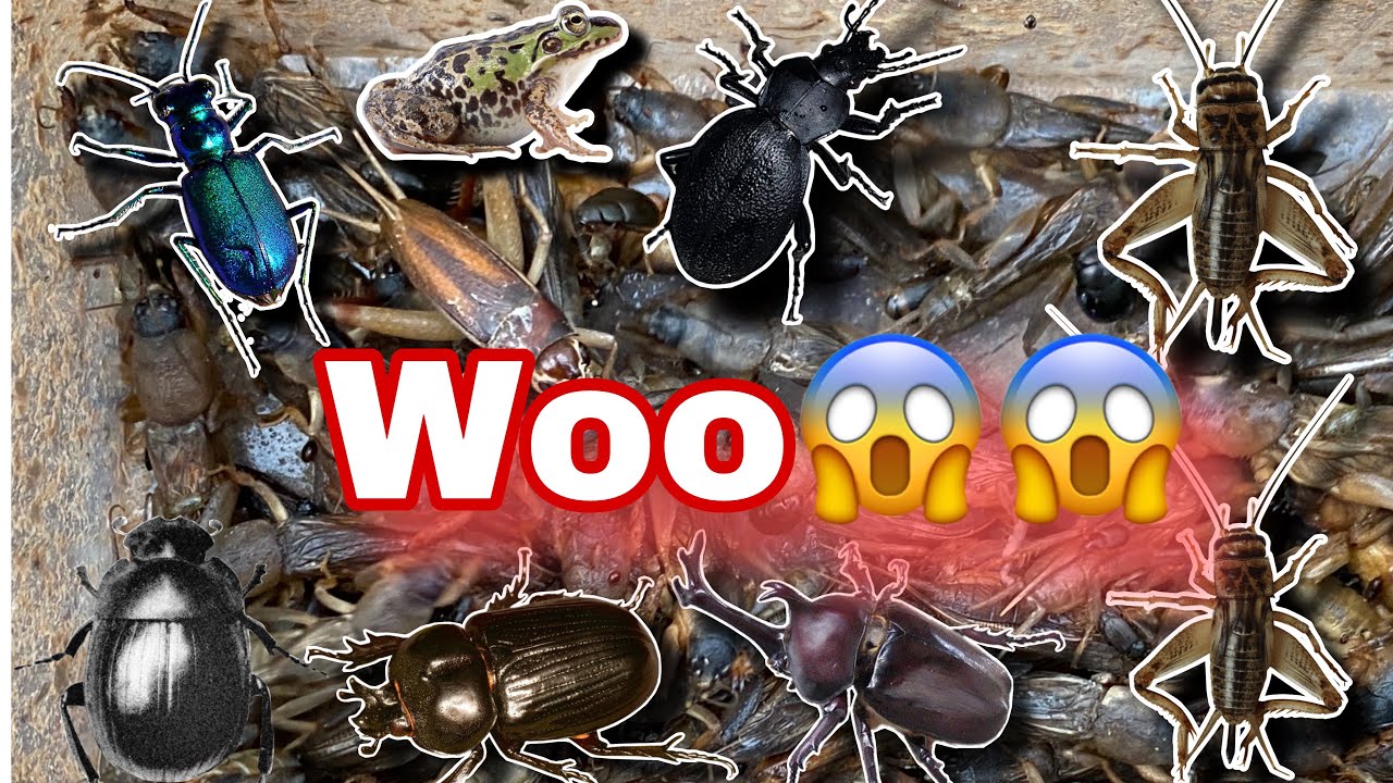 In the morning,Catching insects,Mole Crickets,Crickets,Bugs,babe frogs,#insects #pestcontrol 💕🐞🙏 ...