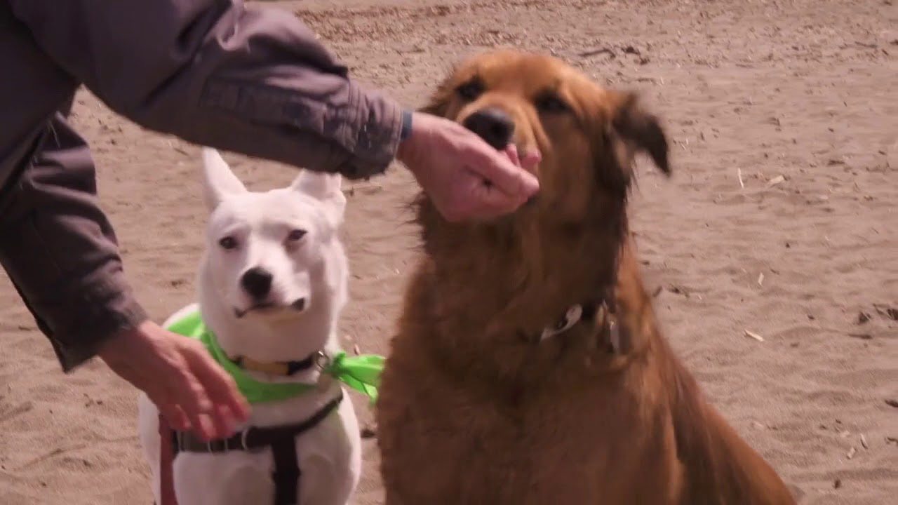 Animal Film Festival 2018 Trailer - YouTube