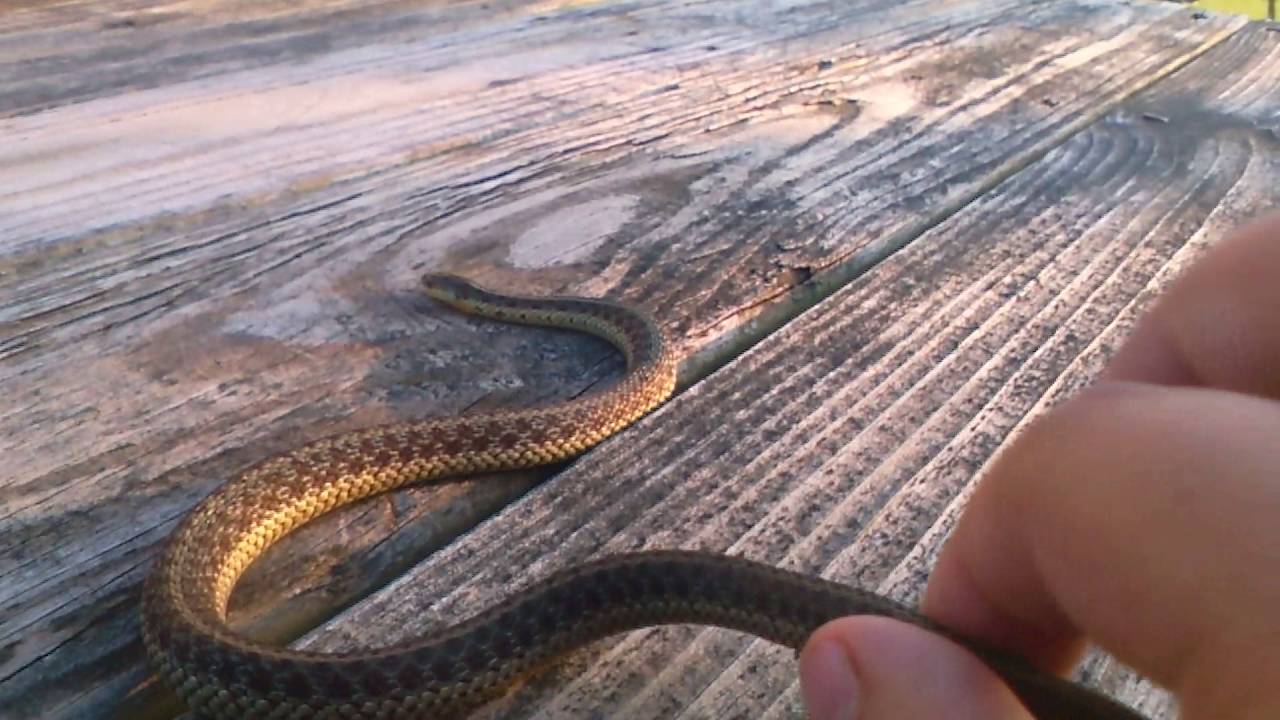 Snake! - YouTube