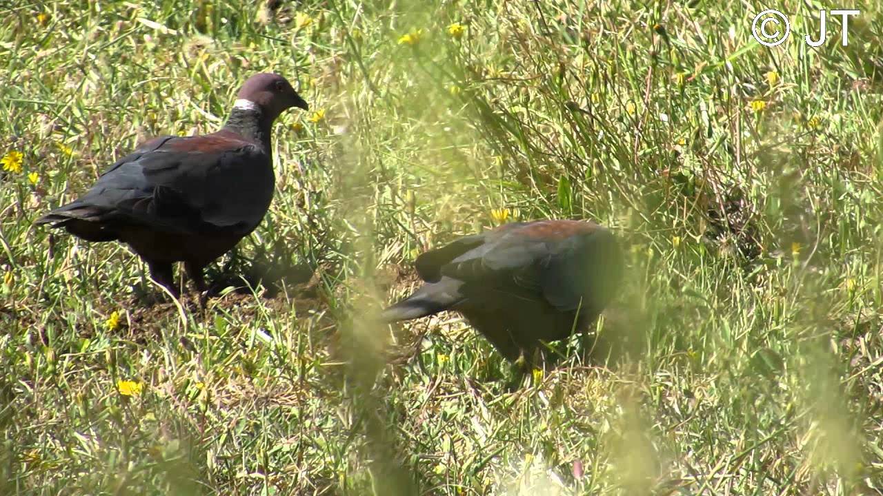 TORCAZA (Patagioenas araucana) - YouTube