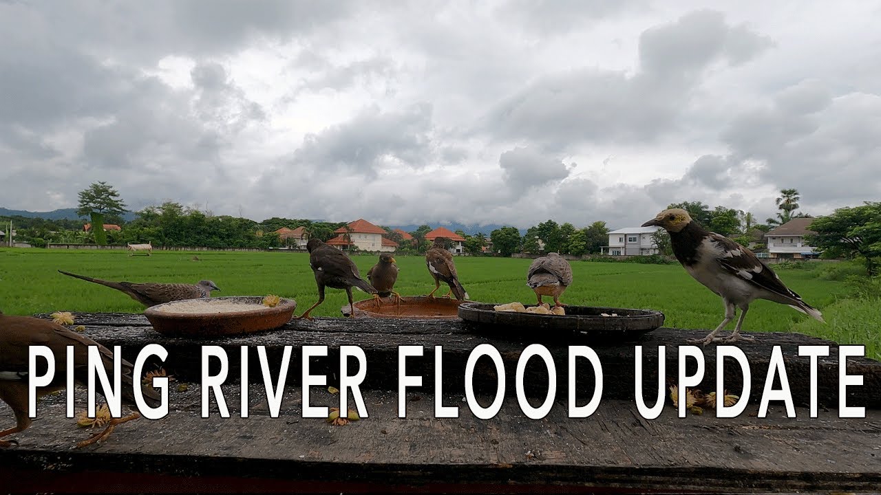 12 September 2024 Ping River Flood Update This is Chiang Mai Weather ...