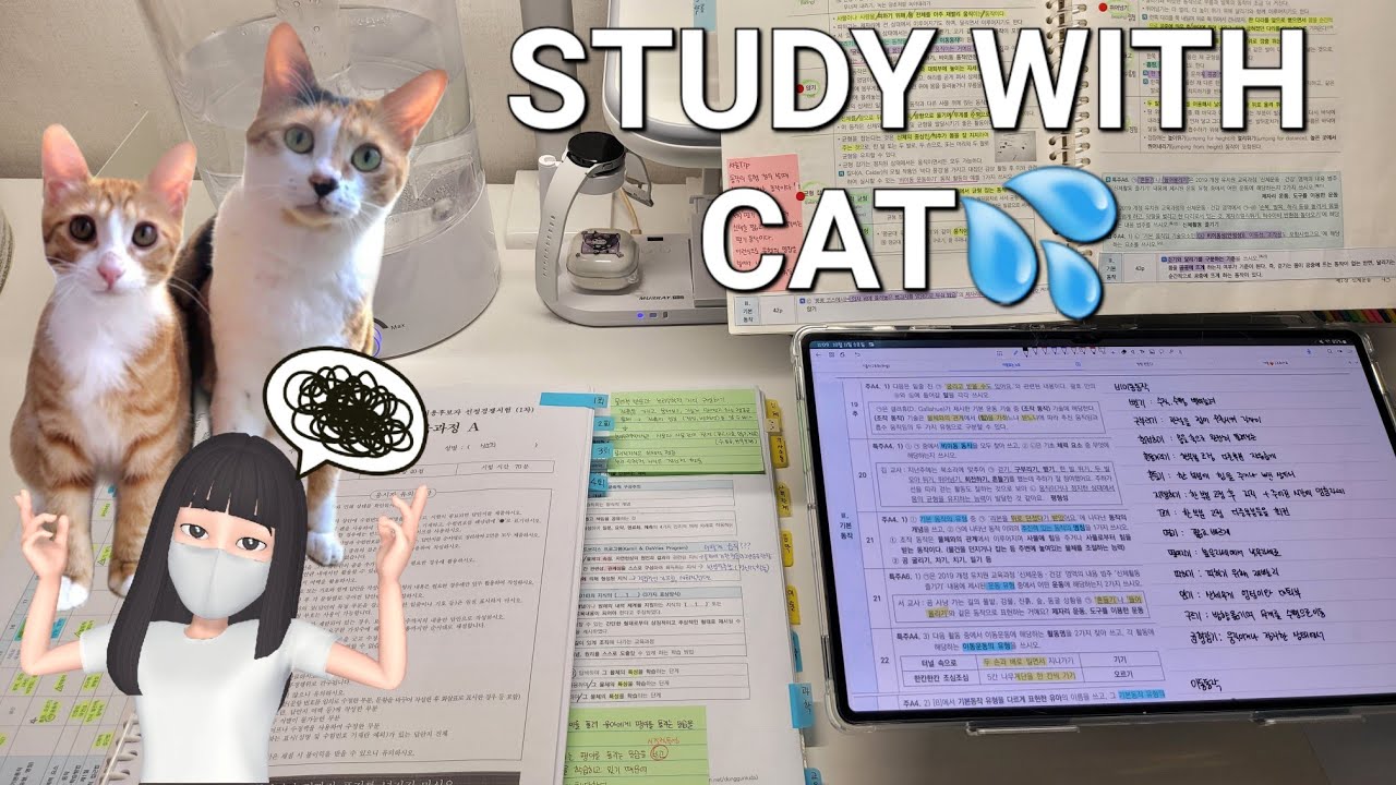 study with cat 1hr😸 let's get study 📖고양이 두마리와 함께 공부해요! - YouTube